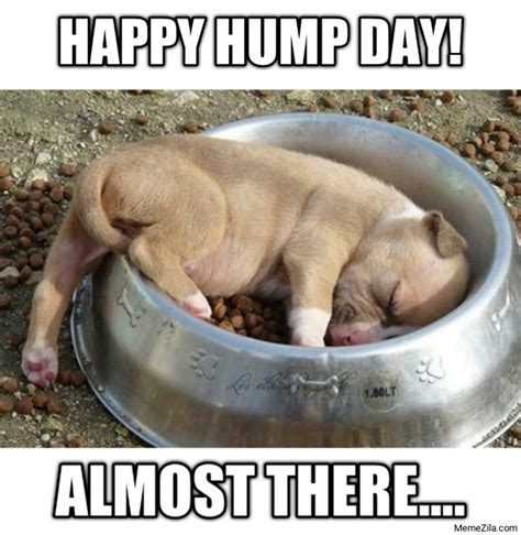 Pin By Vickie Conover On Camels Funny Hump Day Memes