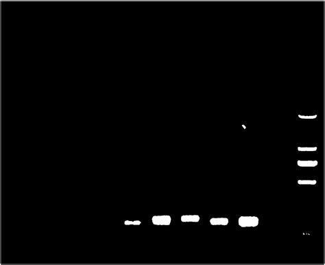 A Multiplex Fluorescent Gene Detection Method For Rapidly Distinguishing Ect Mad Mcmv Poly