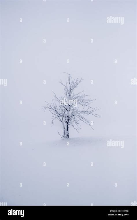 Single Tree In A Foggy Winter Landscape Deep In Snow Stock Photo Alamy