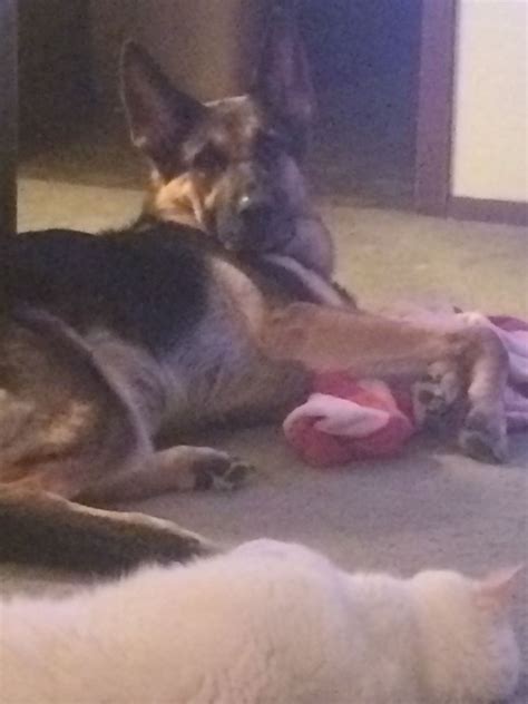 Yandere Twins X Reader Editing Freedom Wattpad