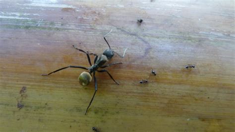 dorylinae sp army ant sp markeisingbirding