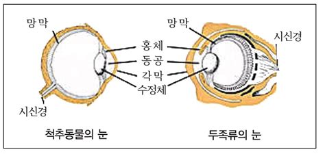 눈이 닮았어요 Association For Creation Truth