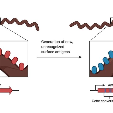 Illustration Of Antigenic Variation A Tactic Used By Pathogens To Download Scientific Diagram