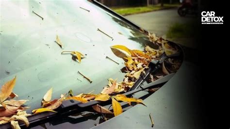 How To Get Tree Sap Off Car The Complete Guide Car Detox