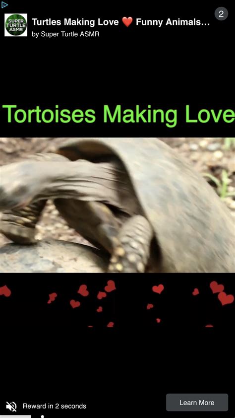 Turtle Sex ASMR Is By Far The Worst Ad Ive Ever Seen In This Game Or Anywhere R TwoDots
