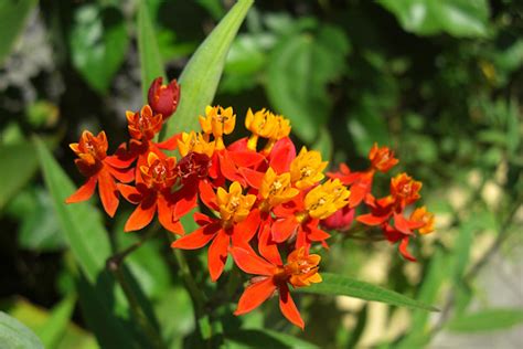 Blood Flower Or Scarlet Milkweed Asclepias Curassavica