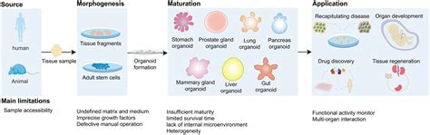 Strategies To Overcome The Limitations Of Current Organoid Technology
