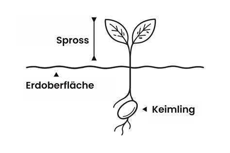Samen Anzucht So Klappts Anleitung Pflegetipps Feey Gmbh