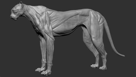 Cheetah Anatomy 3d Anatomy Store