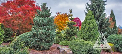 Iseli Nursery Wholesale Only