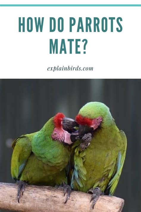 How Do Parrots Mate In 2022 Parrot Mate Reproduction