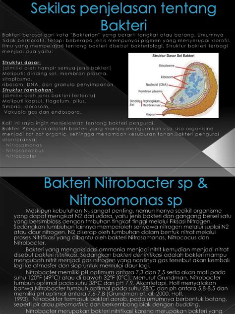 Nitrosomonas And Nitrobacter