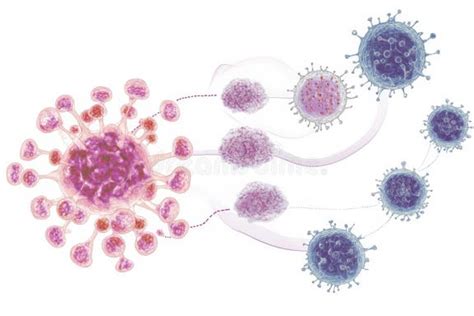 Stages Of Virus Lifecycle Illustrating Penetration Replication And