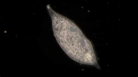 Microbe Identification Guide Youtube