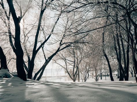 What Is A Hard Freeze In Gardening Tree And Landscaping Company