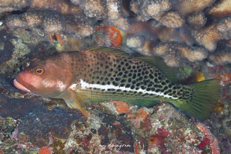 ゴンベの仲間 僕らむの魚図鑑