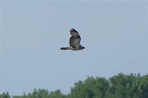ノスリケアシノスリ教えてください 日本の野鳥識別図鑑