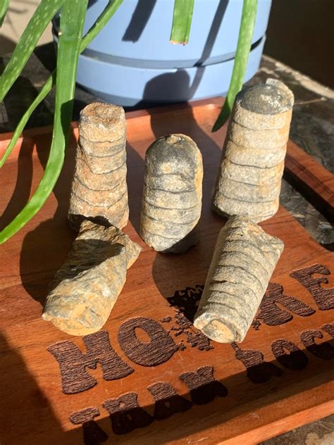 Raw Orthoceras Fossils Etsy