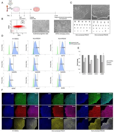 Generation And Characterization Of Hla Universal Ipscs A Schematic Download Scientific