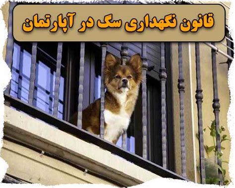 قانون نگهداری سگ در آپارتمان چگونه است و آیا مجاز است؟ مشاوره حقوقی