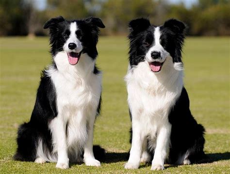 瑞典牧羊犬迅速竄紅！「超短腿」再起轟動 柯基：跟我一樣腿短短 Juksy 街星