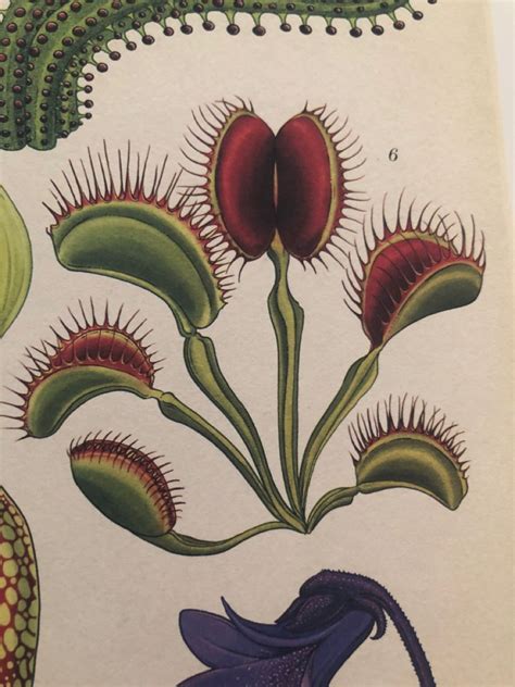 Venus Flytrap Art