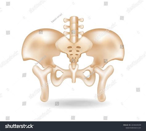 Flat 3d Isometric Concept Illustration Pelvic Stock Vector Royalty Free 2234224195 Shutterstock