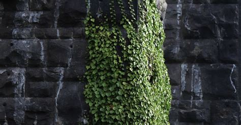 거친 경치 구조와 자연 나뭇잎 녹색 식물 녹지 담쟁이덩굴 대조 덩굴 도시 생물다양성 도시 성격 돌 질감