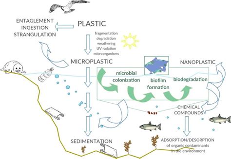 Microplastics 101 In The Environment In The Air In Your Food Earth