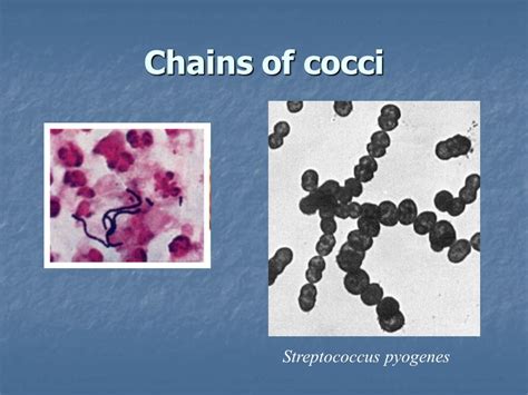 Chair Of Medical Biology Microbiology Virology And Immunology Ppt Video Online Download