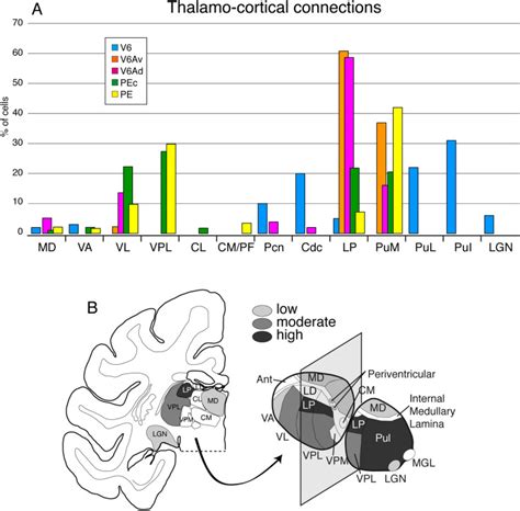 Vision For Action Thalamic And Cortical Inputs To The Macaque Superior Parietal Lobule Pmc