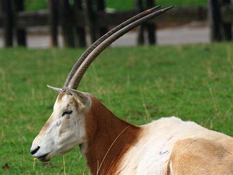 El Orix Cimitarra U Orix Blanco Oryx Dammah El Orix Cimi Flickr