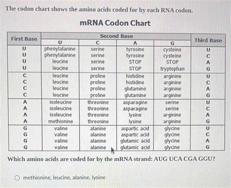 The Codon Chart Shows The Amino Acids Coded For By Each Rna Codon Mrna Codon Chart Which Biology