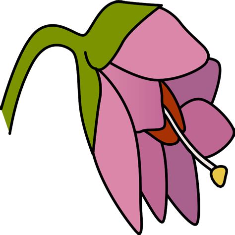 Calluna Vulgaris Flower Figure Science Figures