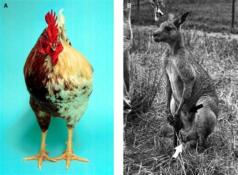 Sex Determination Current Biology