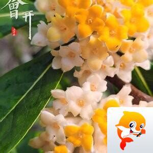 老书生西窗剪烛 西窗剪烛诗词合集第十二集 结香花迎春花原创首发 VV