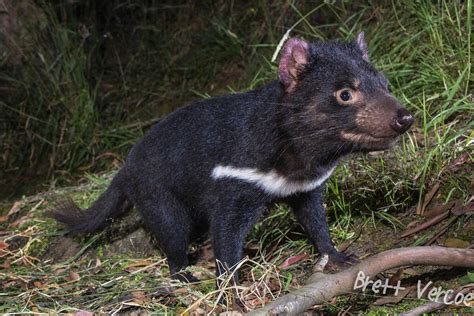Tasmanian Devil Sarcophilus Harrisii Know Your Mammals