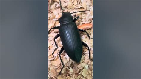 Superworm Beetle Having Babies Youtube