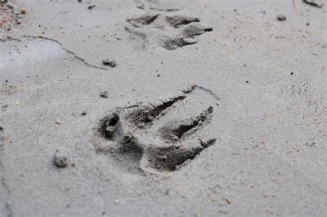 Fox Footprints Imprinted In Cement Taken Outdoors Stock Image Image