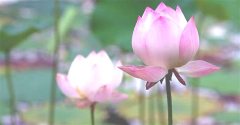 Things Introverts Hate Vs Things Introverts Love Erica Unmuted