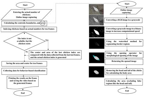 Optimizing Deep Learning Algorithms For Effective Chicken Tracking Through Image Processing