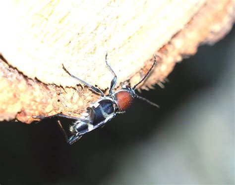 ブドウトラカミキリクビアカトラカミキリ てんとう虫の歳時記 2