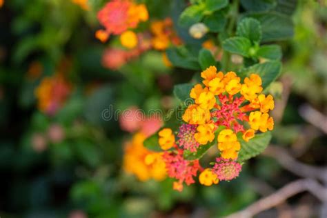 Red Orange And Yellow Lantana Camara Flowers Isolate Stock Image