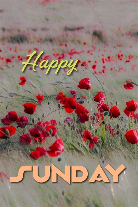 Field Of Red Flowers For A Happy Sunday