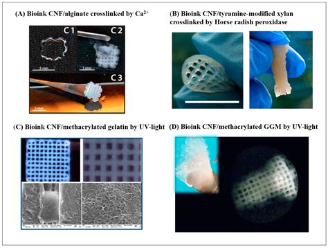 Nanocellulose Based Inks For 3d Bioprinting Key Aspects In Research Development And Challenging
