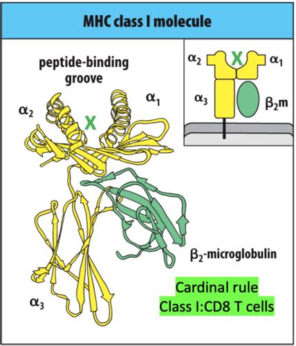 Antigen Presentation Quiz Flashcards Quizlet