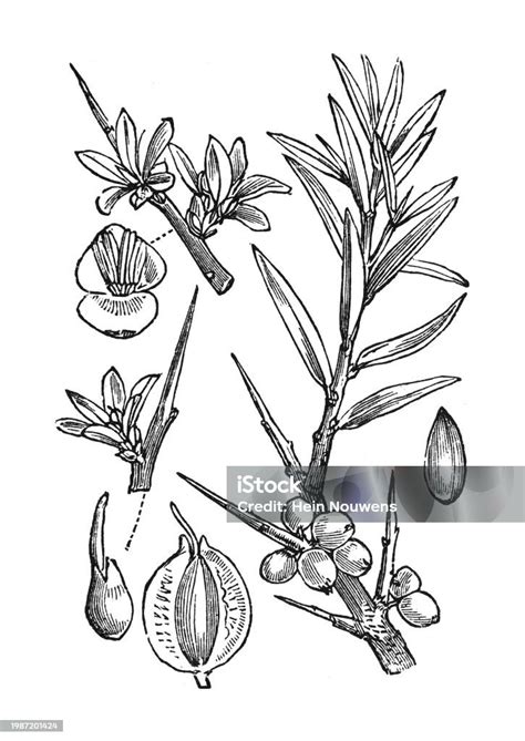 바다 갈매 나무속 흰색 배경에 고립 된 빈티지 새겨진 그림 19세기 스타일에 대한 스톡 벡터 아트 및 기타 이미지 Istock