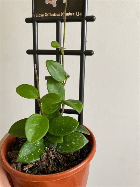 Hoya Cv Mathilde Collection No 134 My Jungle Shack