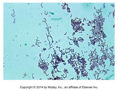 Lo4 Beta Hemolytic Streptococci Flashcards Quizlet