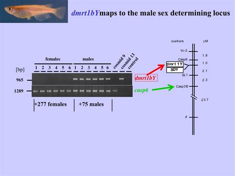 PPT Evolution Of Sex Determination And Sex Chromosomes What Can We Learn From Fish